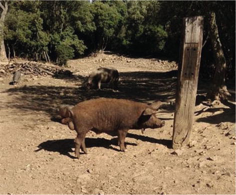 Razze Suine: il "Suino Sardo" - Articoli - 3tre3, la pagina del suino