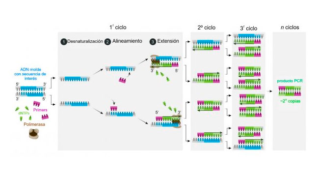 Il test PCR come strumento diagnostico (1/2): Principi di base ...