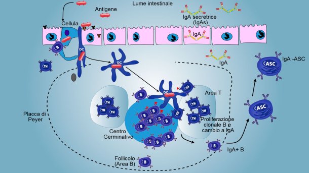 Il sistema immunitario e l'immunità nei suini: immunità mucosale ...