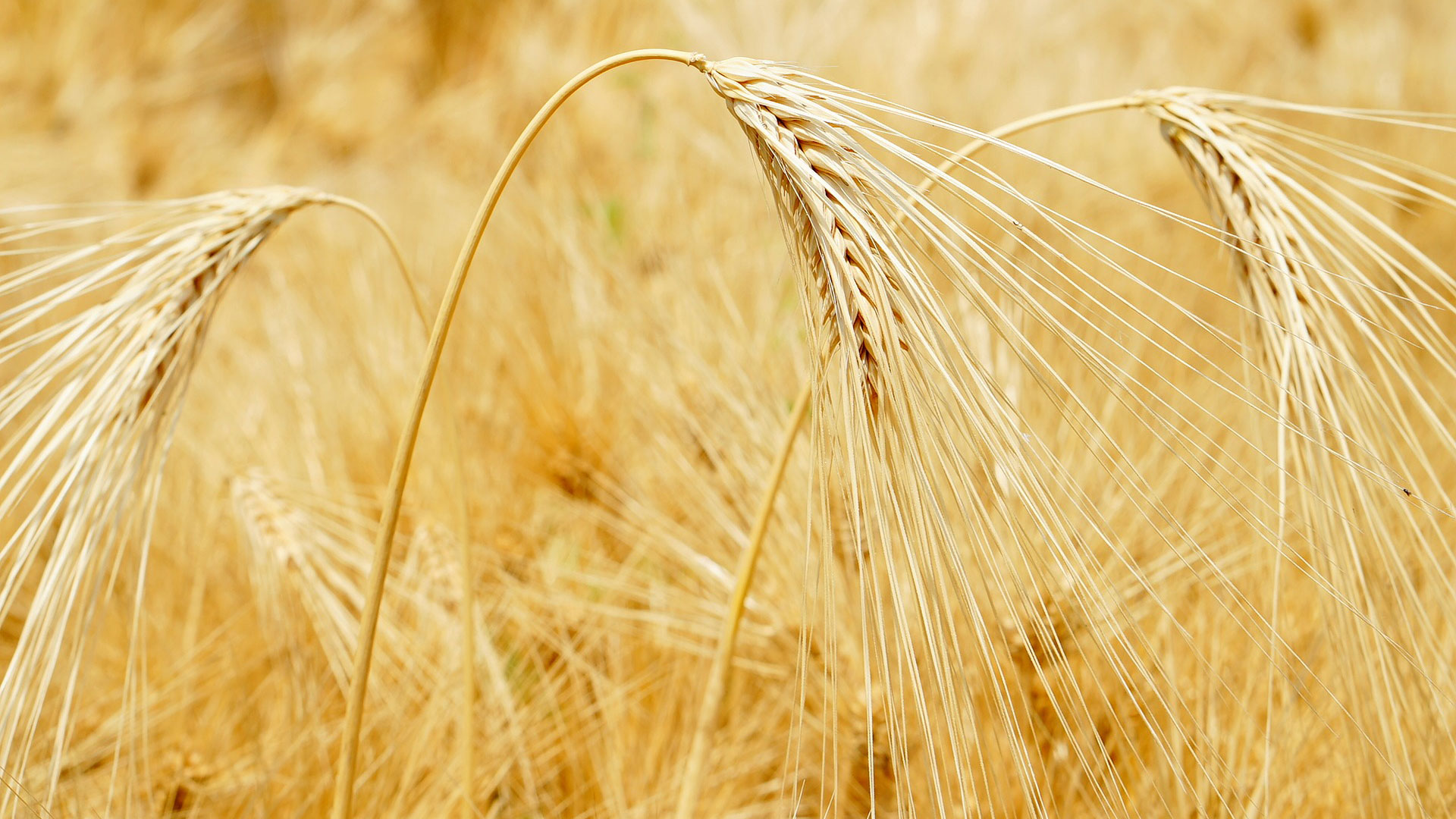 Orzo - Articoli - 3tre3, la pagina del suino